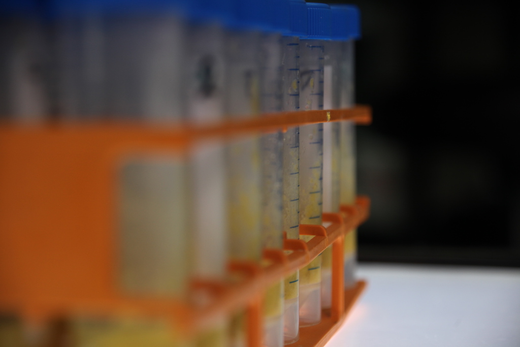 MicroBioGen genetically modified yeast could be key to renewable liquid ...